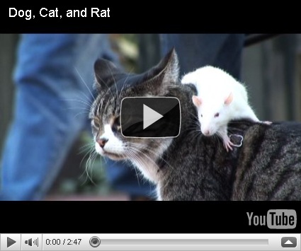 Amazing Animals: Dog,Cat and Rat – Friend will be Friend